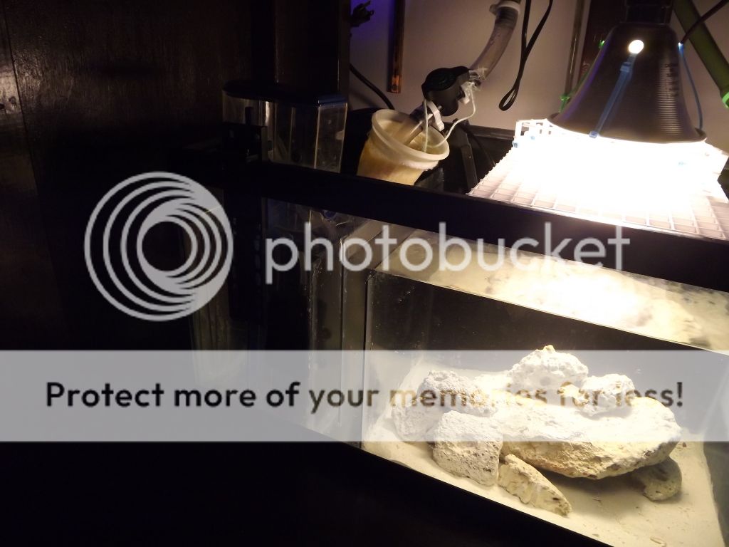 AIO Build - Rajkovich207's Biocube 29 With Sump | Reef2Reef