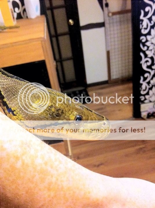 SE England - Proven male Bali yellow head Reticulated Python + full set ...