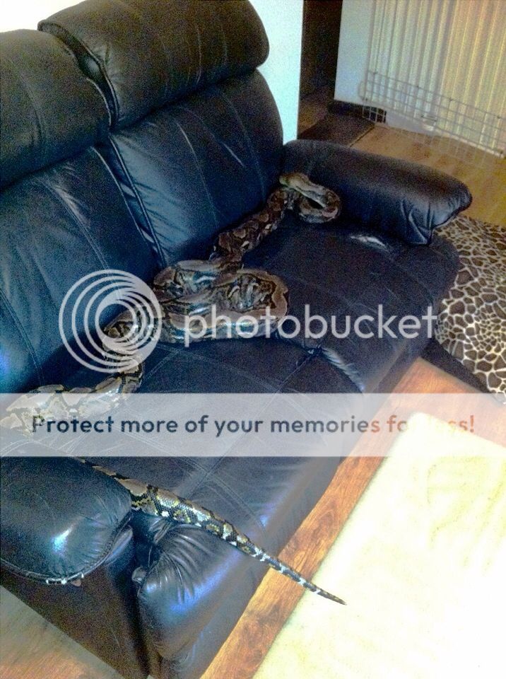 SE England - Proven male Bali yellow head Reticulated Python + full set ...