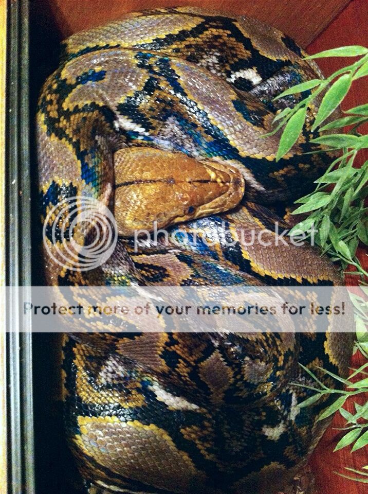 SE England - Proven male Bali yellow head Reticulated Python + full set ...