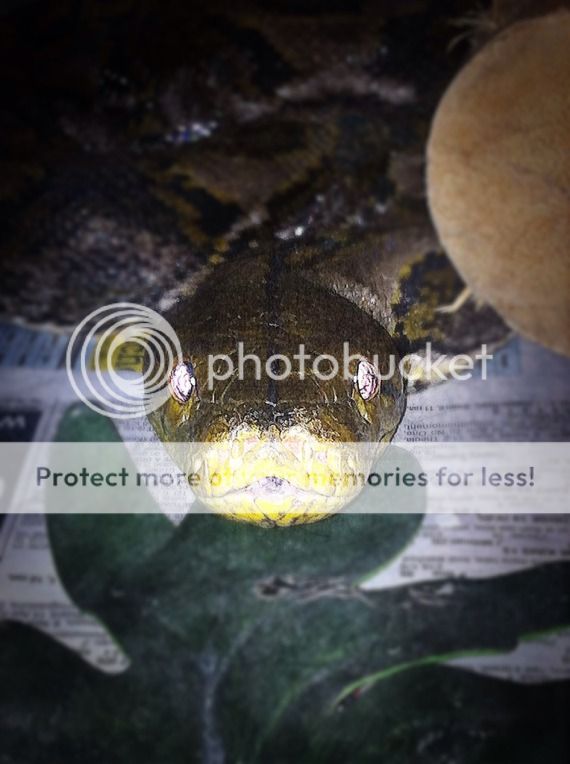 Bronson the Bali Retic | Page 2 | Reptile Forums