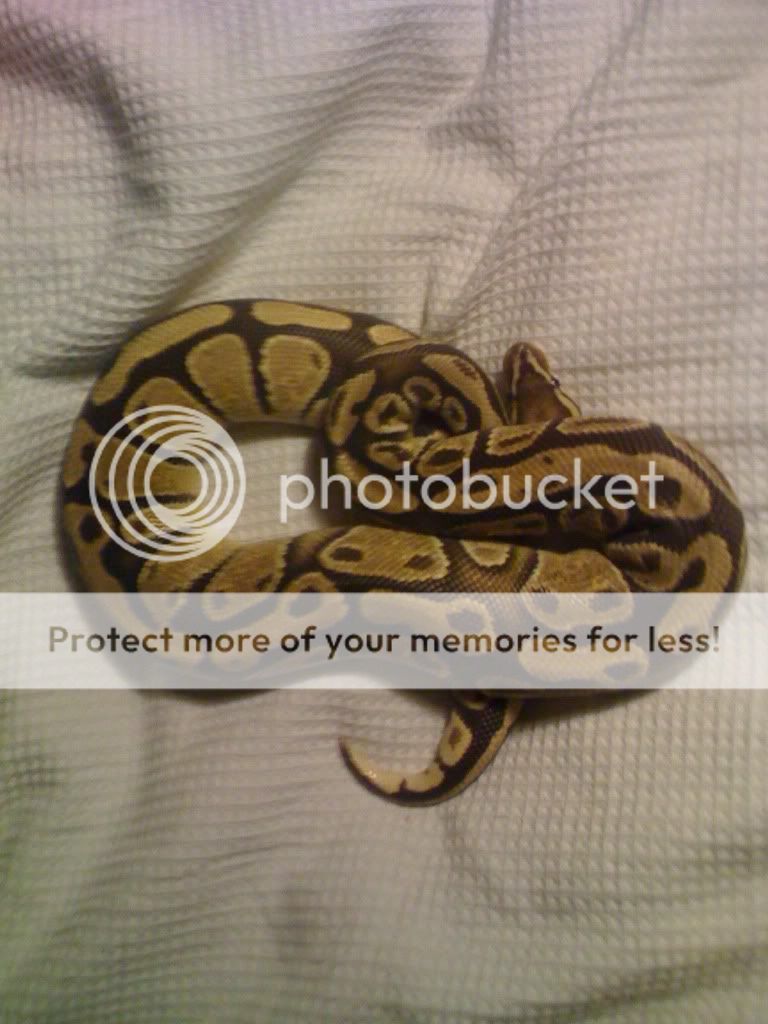 SE England - Male Fire Royal Python + Setup. | Reptile Forums