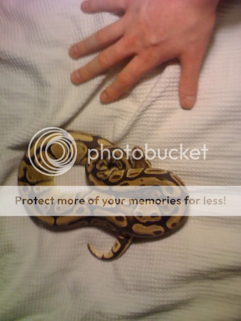 SE England - Male Fire Royal Python + Setup. | Reptile Forums